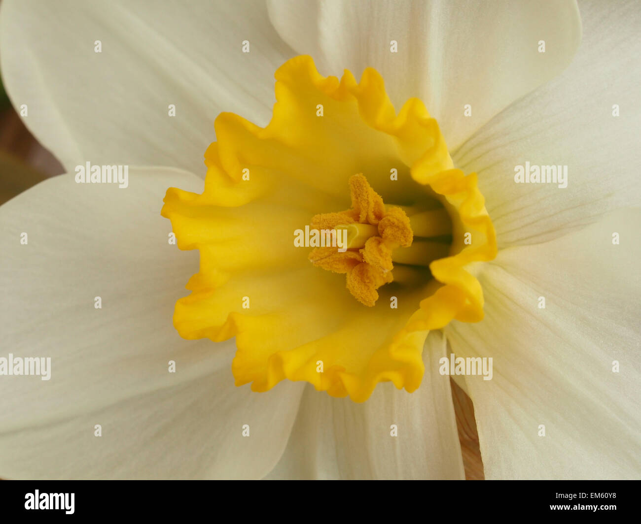Close up of the yellow centre of a daffodil with white petals Stock ...
