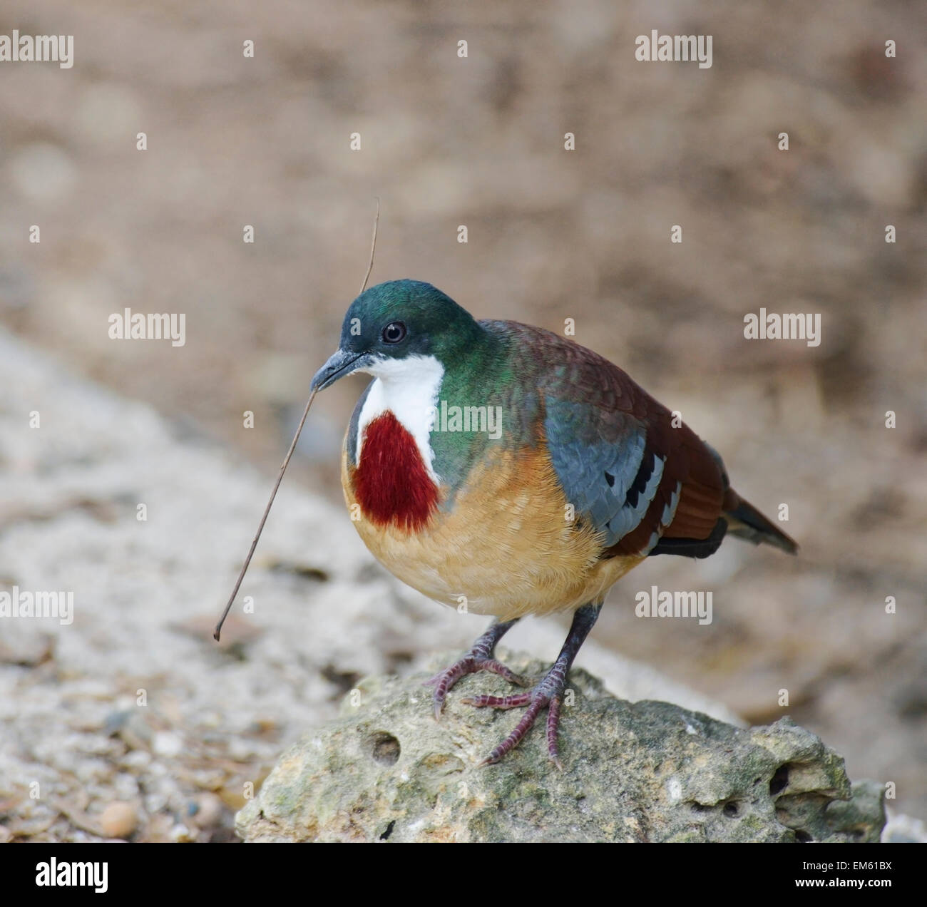 Mindanao Bleeding-Heart Dove Stock Photo - Alamy