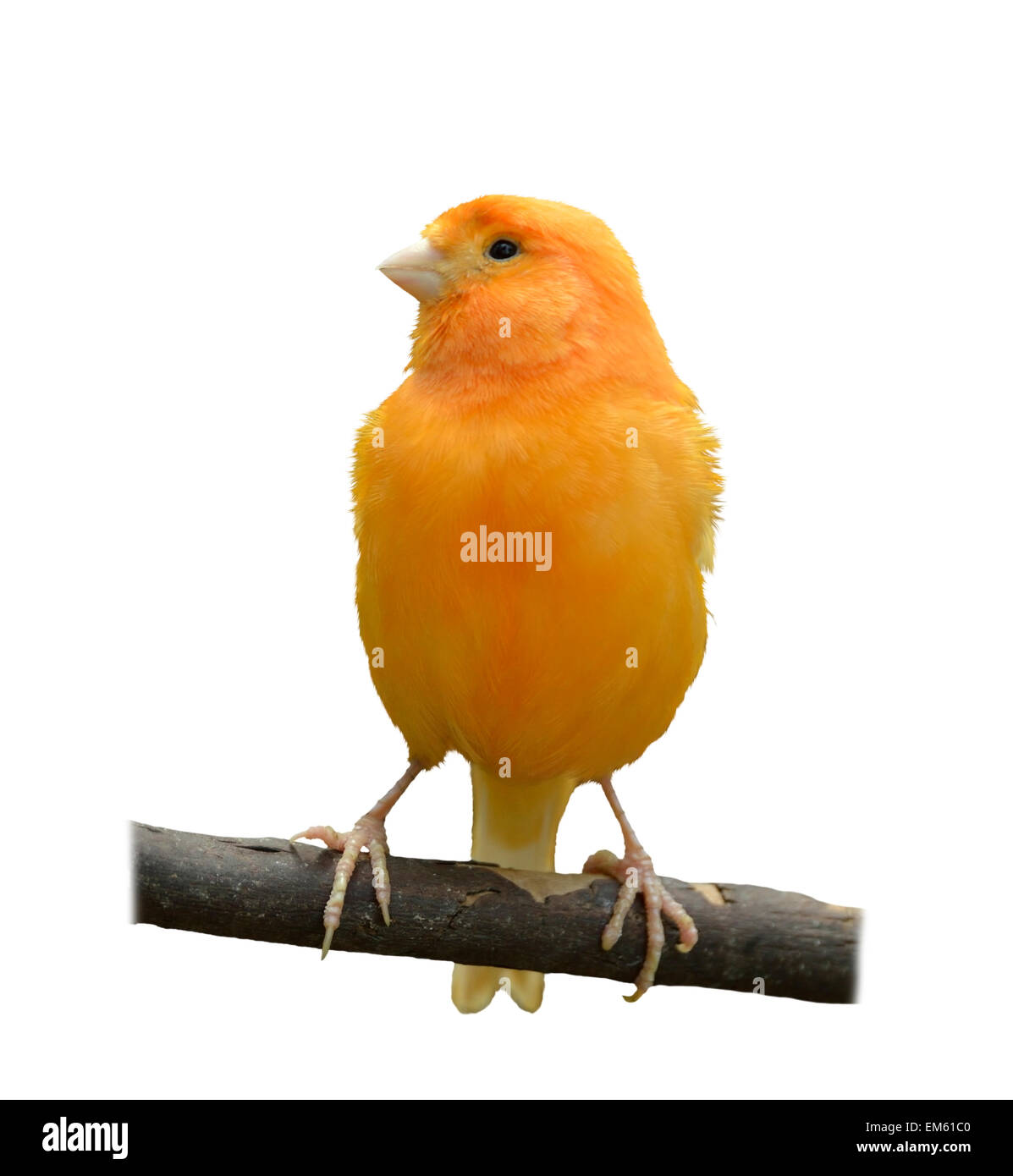 Orange bird canary hi-res stock photography and images - Alamy