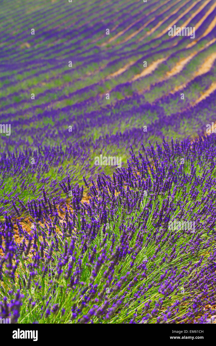 Moody lavender field hi-res stock photography and images - Alamy