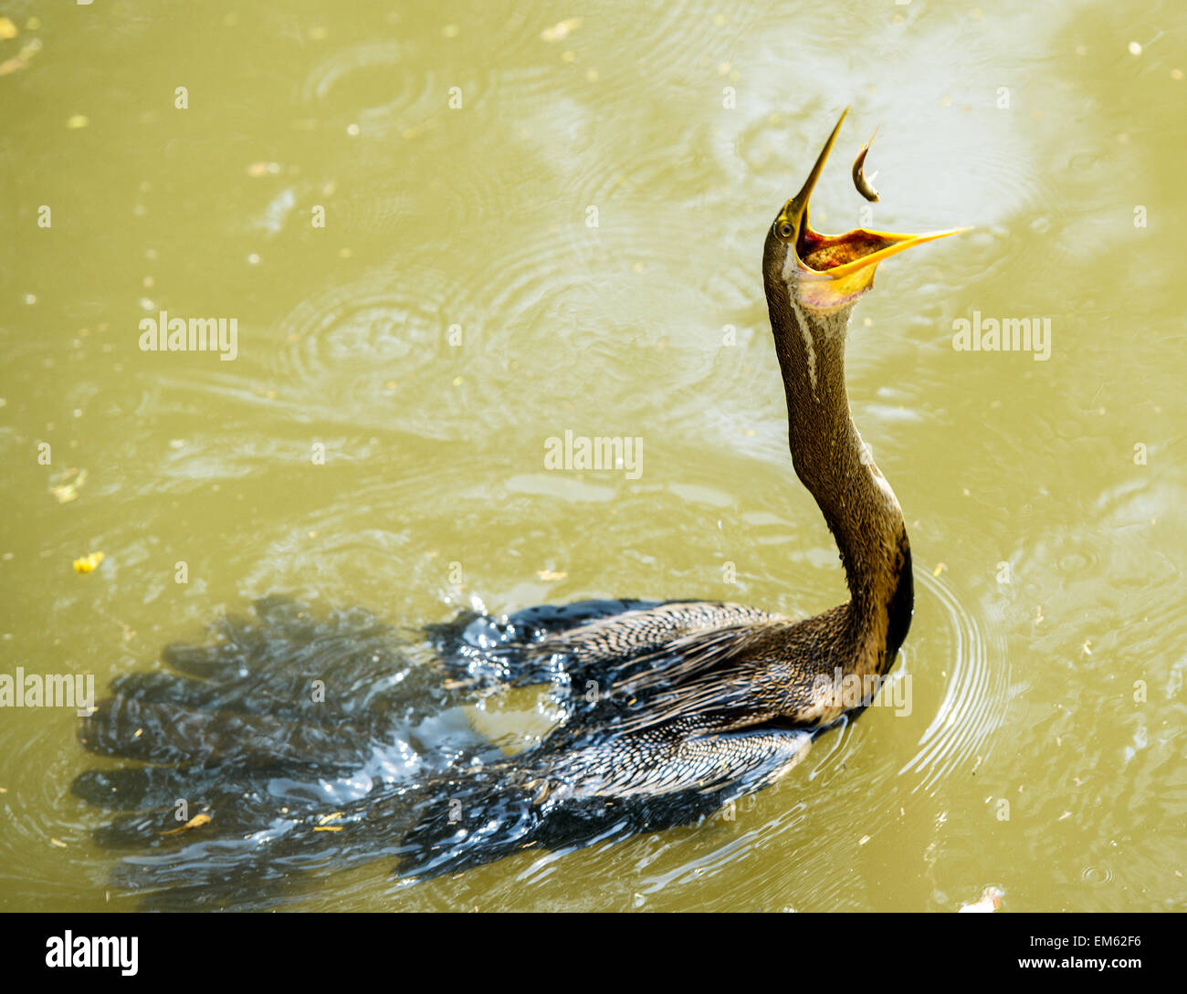 Anhinga or snake bird swimming and catching bird Stock Photo - Alamy