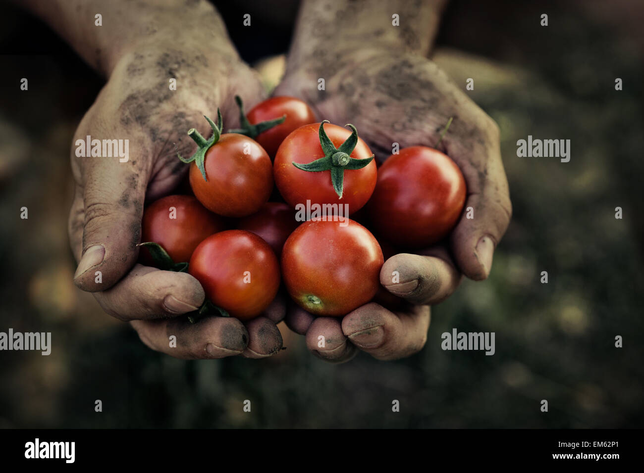 Tomato harvest farmers hands hi-res stock photography and images - Alamy