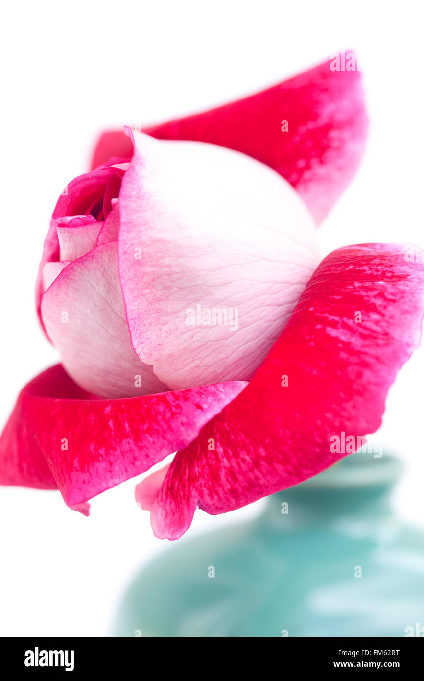 Unusual rose hi-res stock photography and images - Alamy