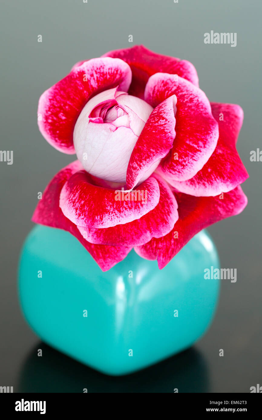 unusual beautiful red rose in a vase Stock Photo - Alamy