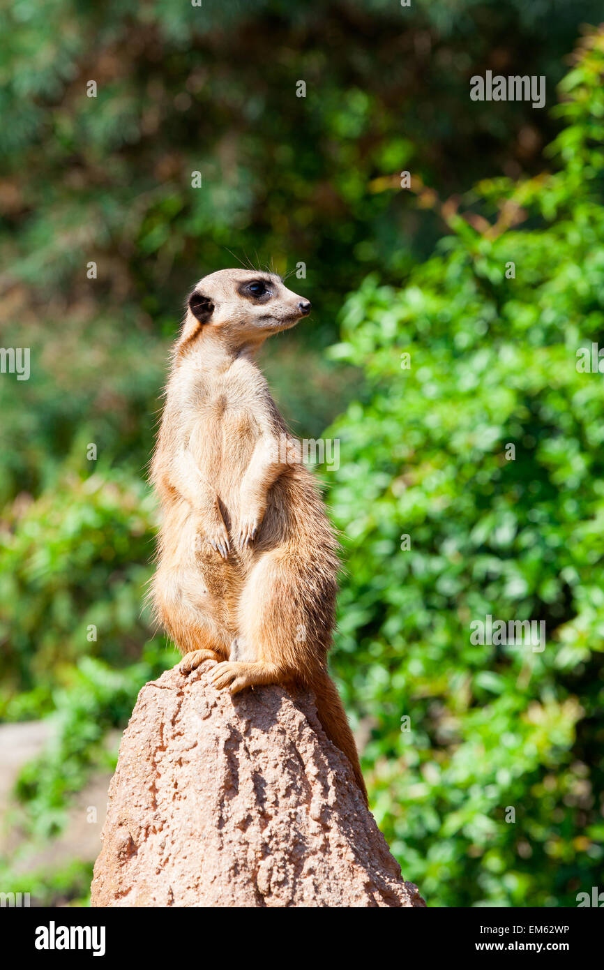 Meerkat suricata watching predators Stock Photo - Alamy