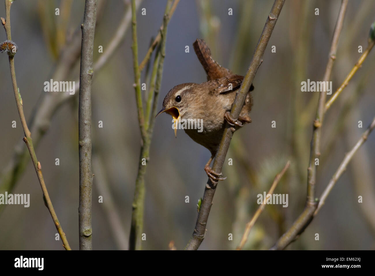 Wren singing uk hi-res stock photography and images - Alamy
