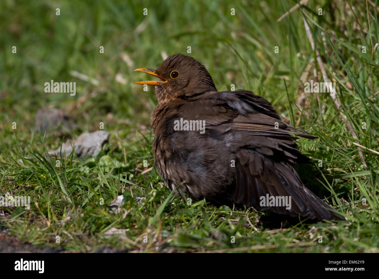 Blackbird sunbathing hi-res stock photography and images - Alamy