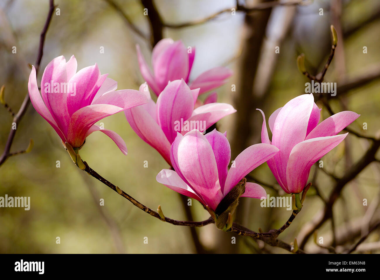 Magnolia tree bud hi-res stock photography and images - Alamy