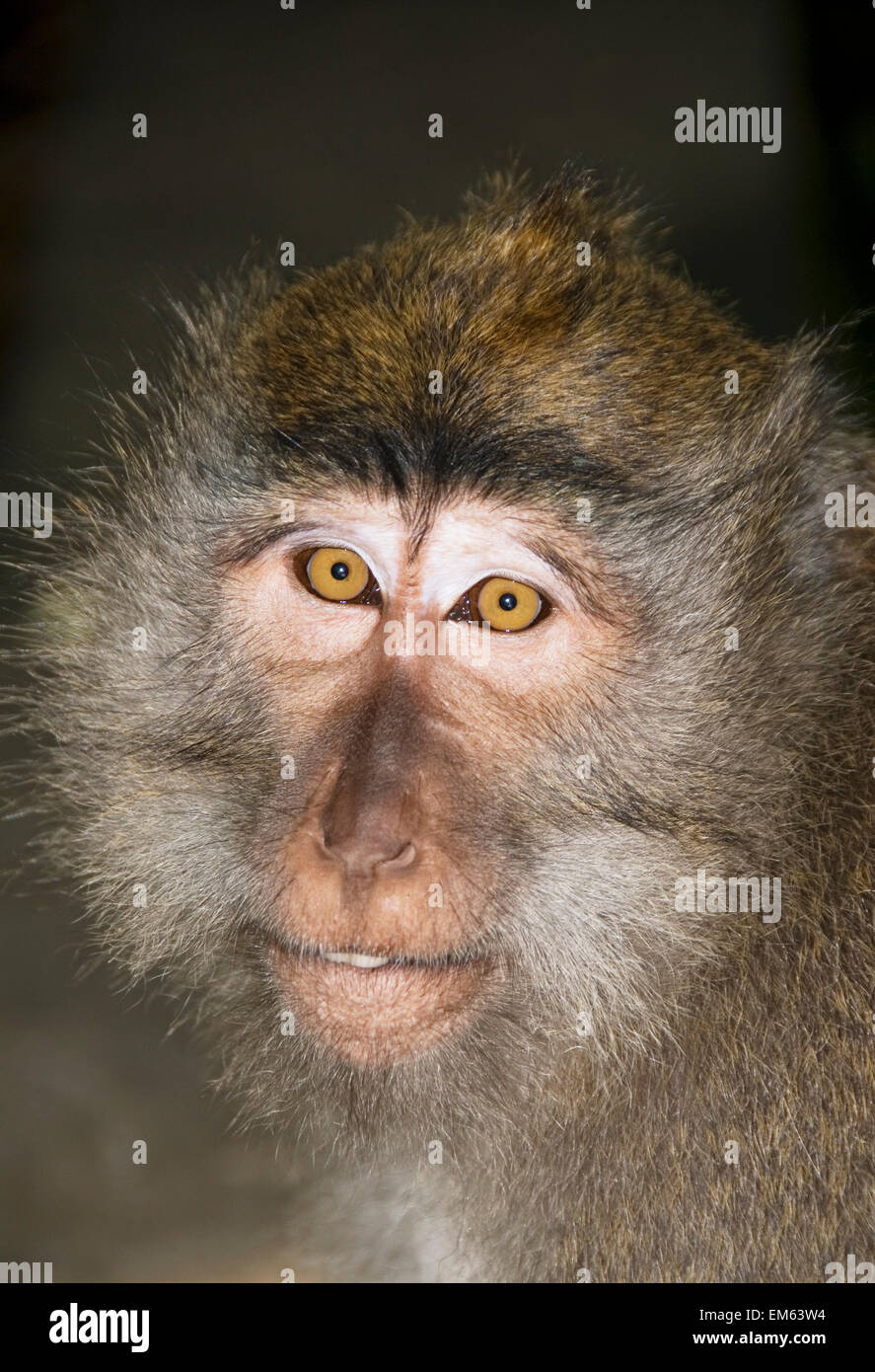 Indonesia, Bali, Ubud, Macaque Monkey Stock Photo - Alamy