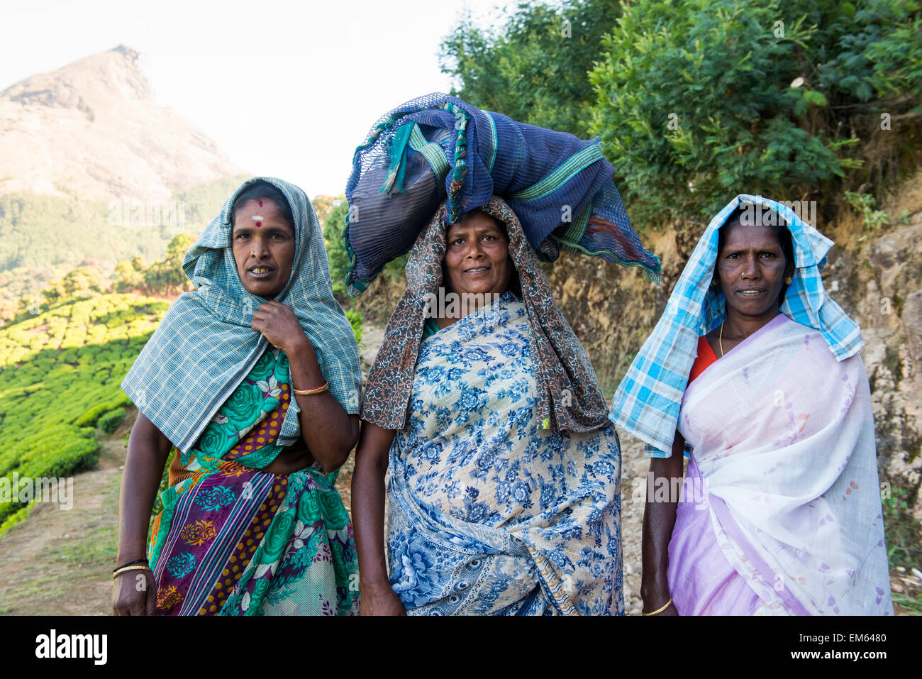 Indian tea workers hi-res stock photography and images - Alamy