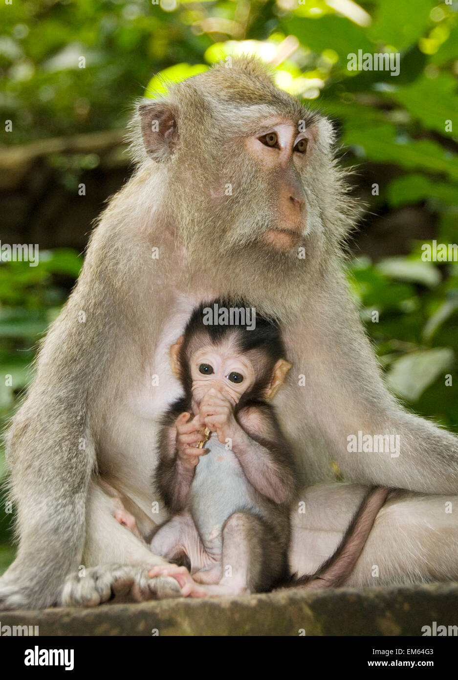 Indonesia, Bali, Macaque Monkey With Baby; Ubud Stock Photo - Alamy