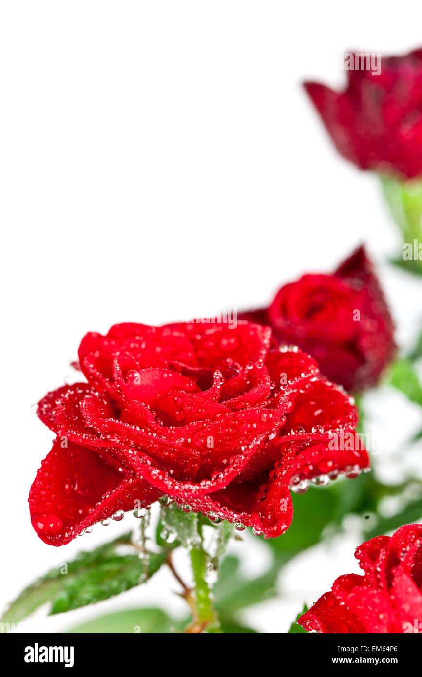 Roses water hi-res stock photography and images - Alamy