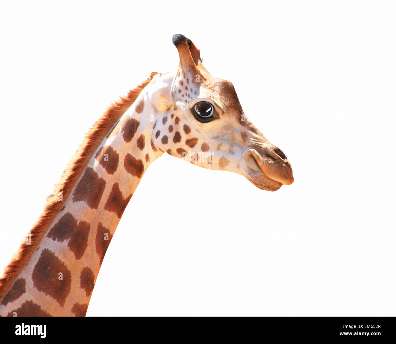 Muzzle fun spotted giraffe Stock Photo - Alamy