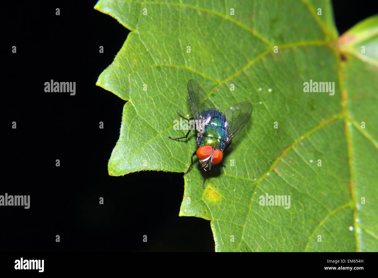 Shiny fly hi-res stock photography and images - Alamy