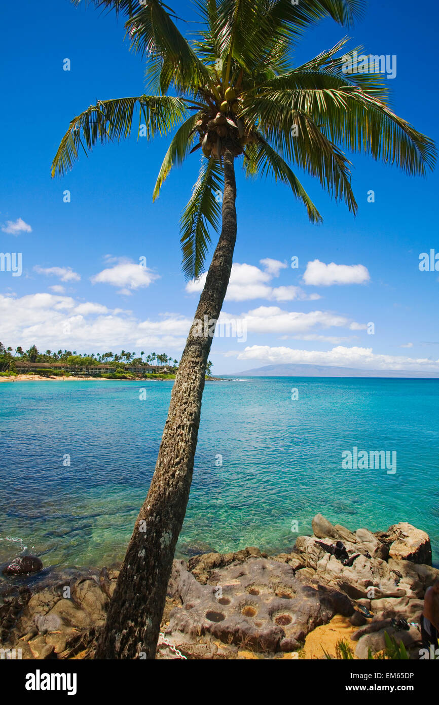 Slanted palm tree hi-res stock photography and images - Alamy