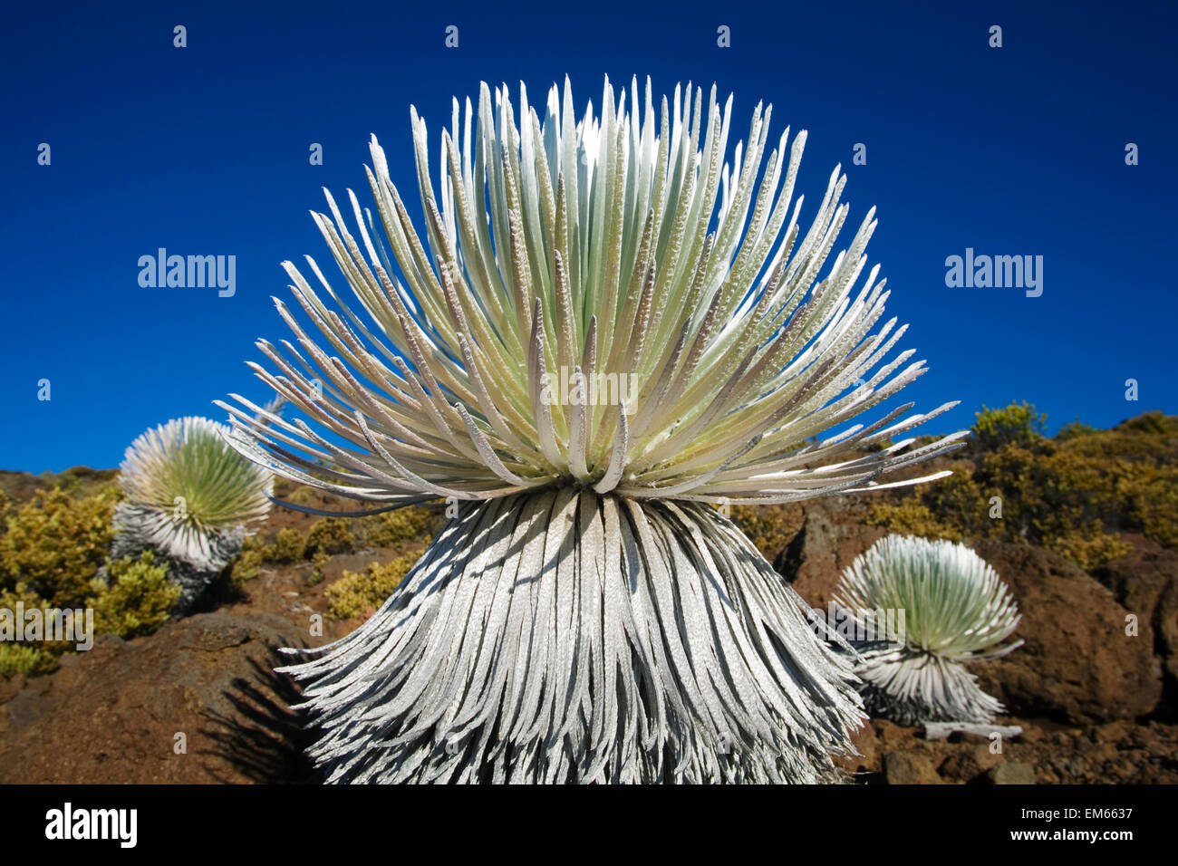 USA, Hawaii Islands, Haleakala National Park; Maui, Young Silversword ...