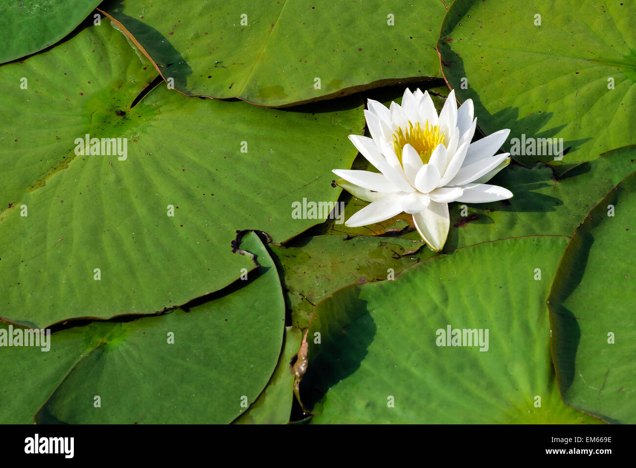 Water Lily and Lily pads Stock Photo - Alamy