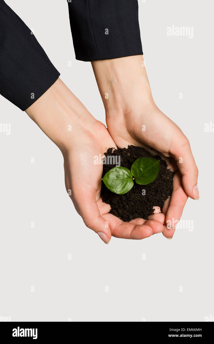 Sprout in hands Stock Photo - Alamy