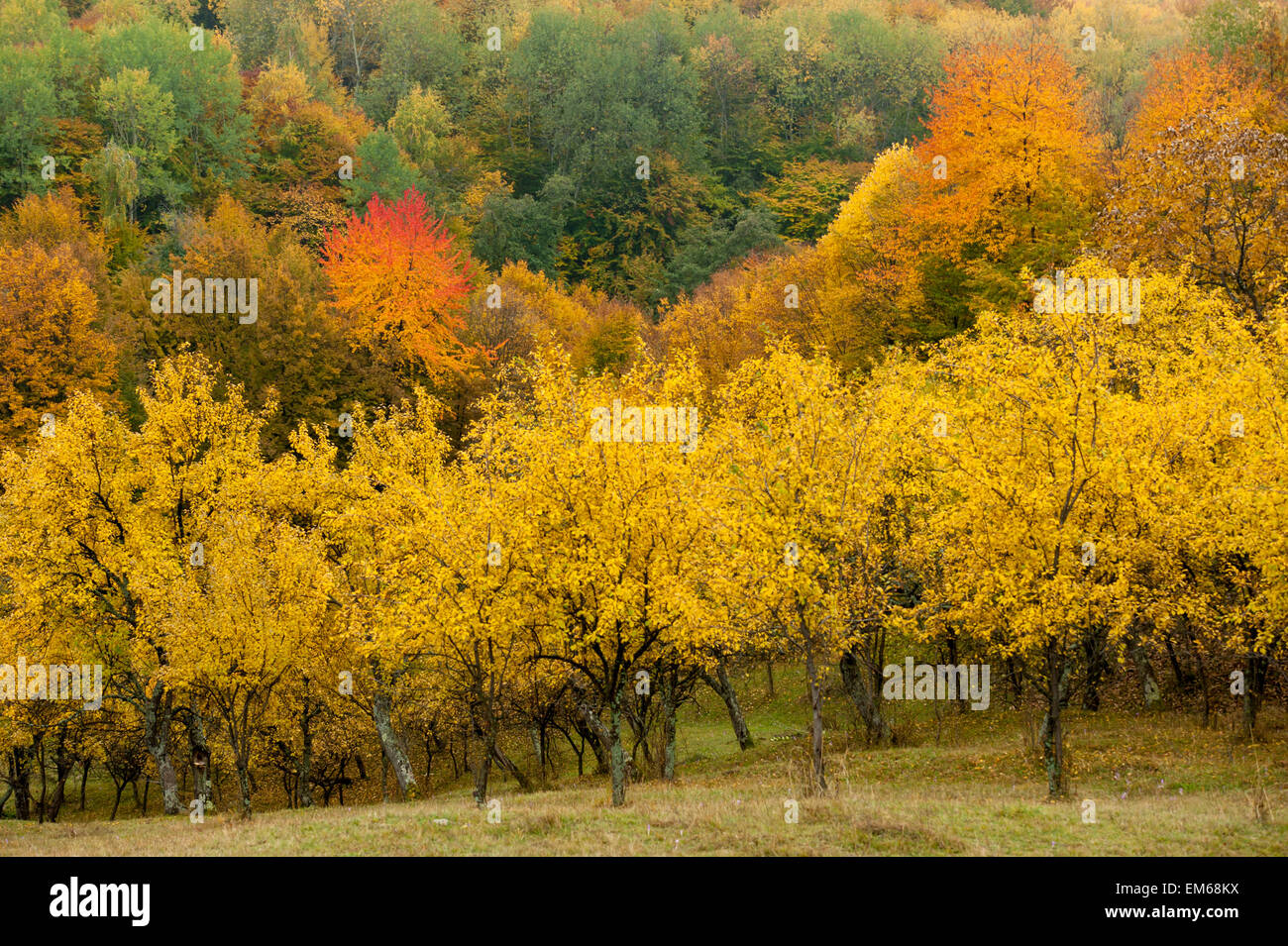 Yellow trees hi-res stock photography and images - Alamy