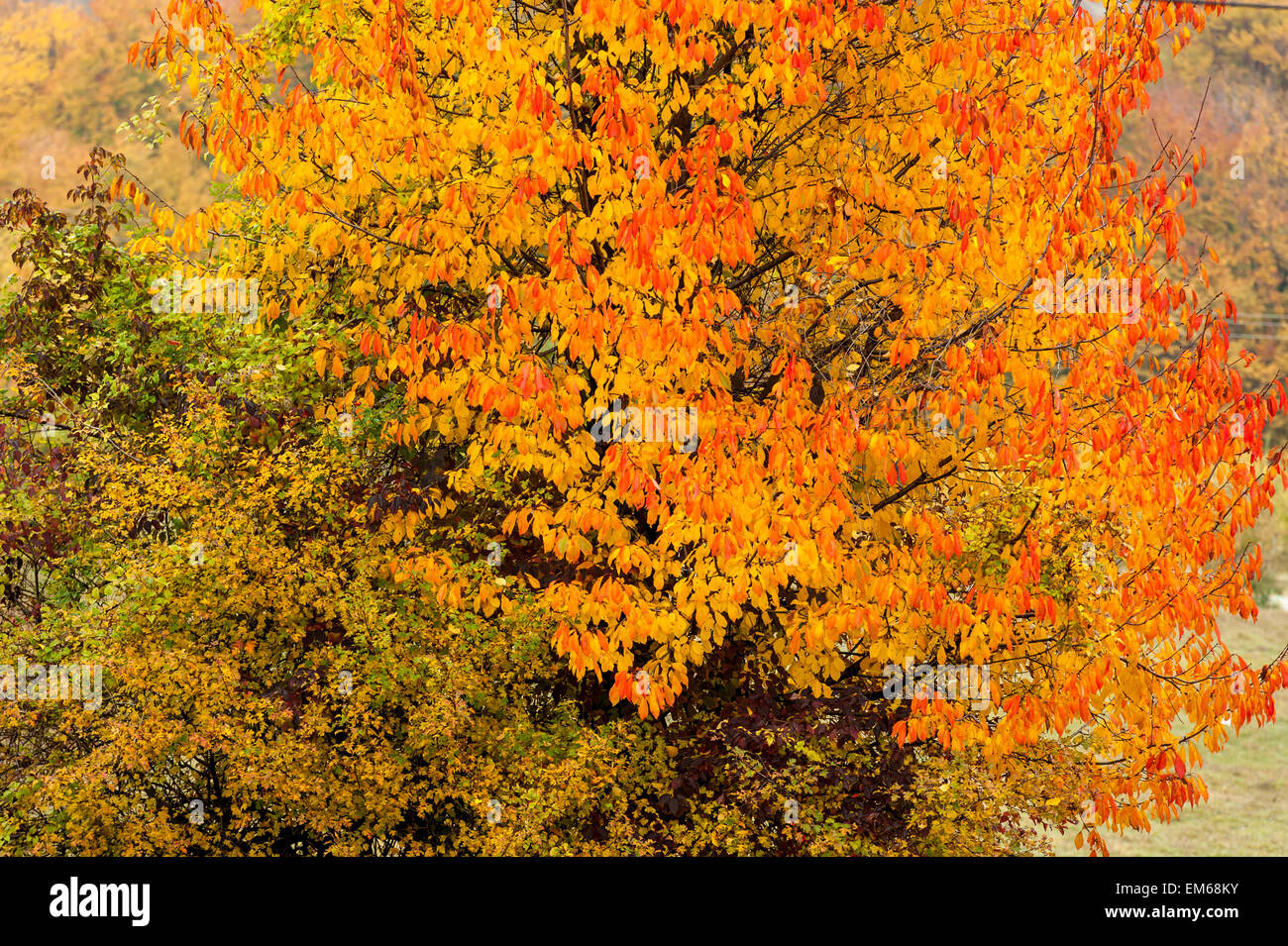 Orange forest hi-res stock photography and images - Alamy