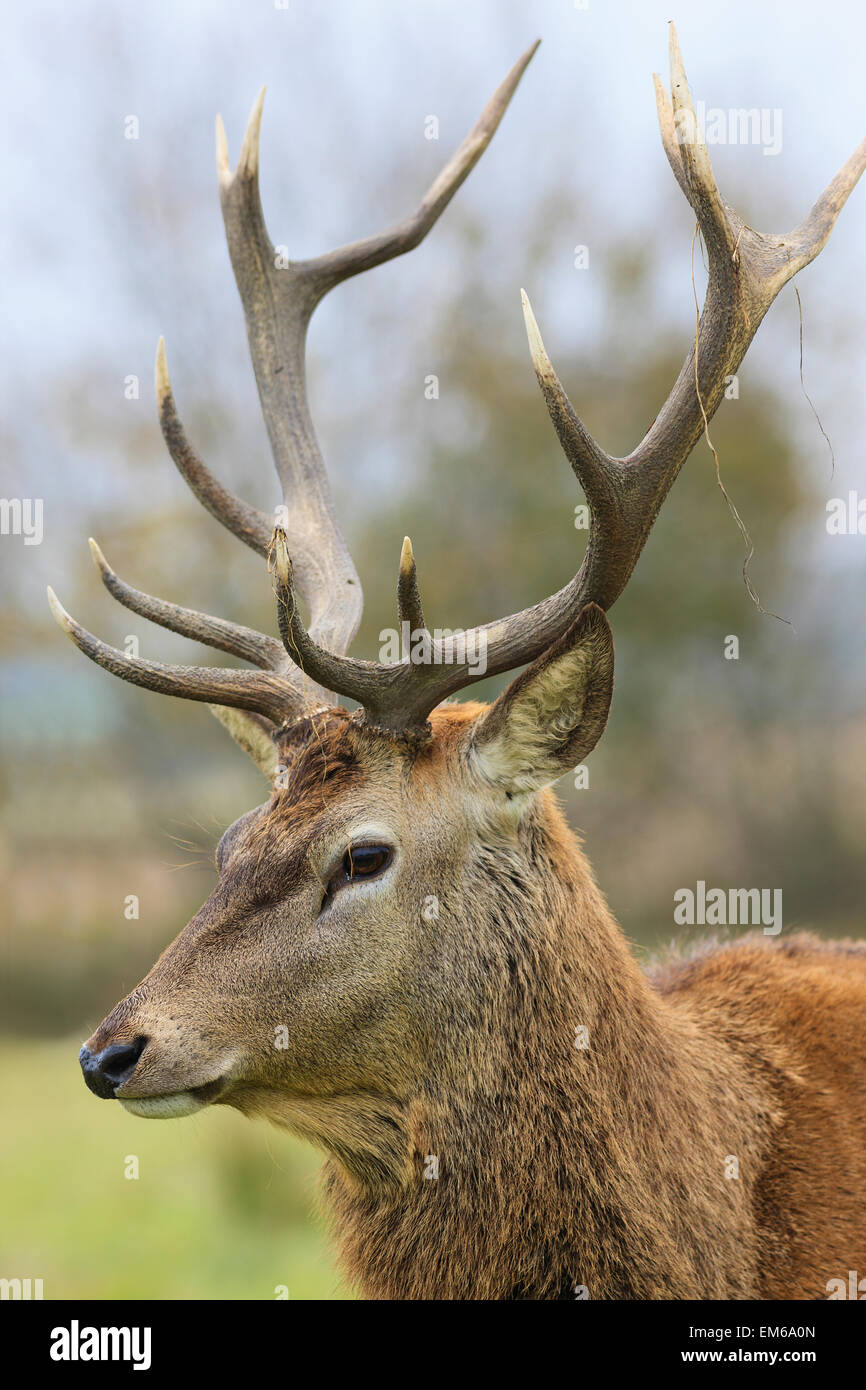 portrait of wild deer Stock Photo - Alamy