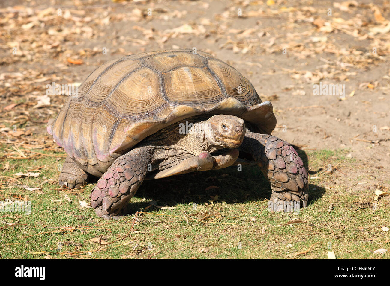 Tortoise on land hi-res stock photography and images - Alamy
