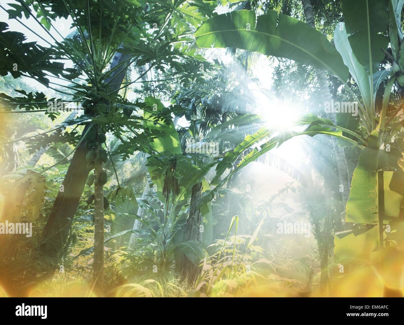 Dense jungle in vietnam hi-res stock photography and images - Alamy