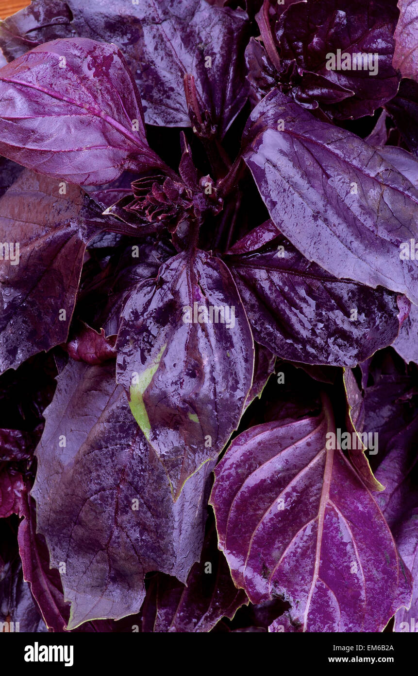 Perfect plant leaves hi-res stock photography and images - Alamy