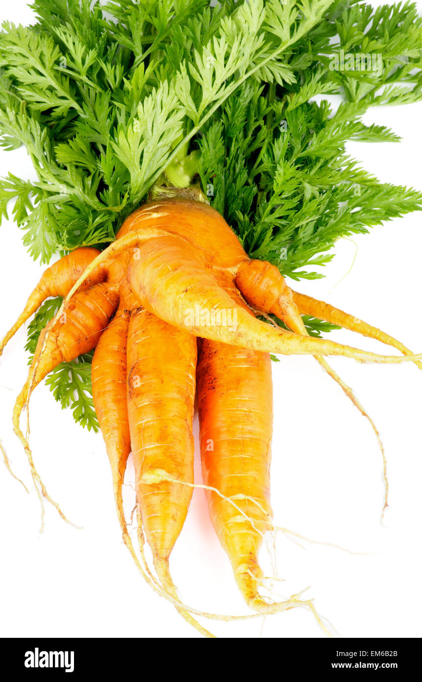 Big carrot hi-res stock photography and images - Alamy