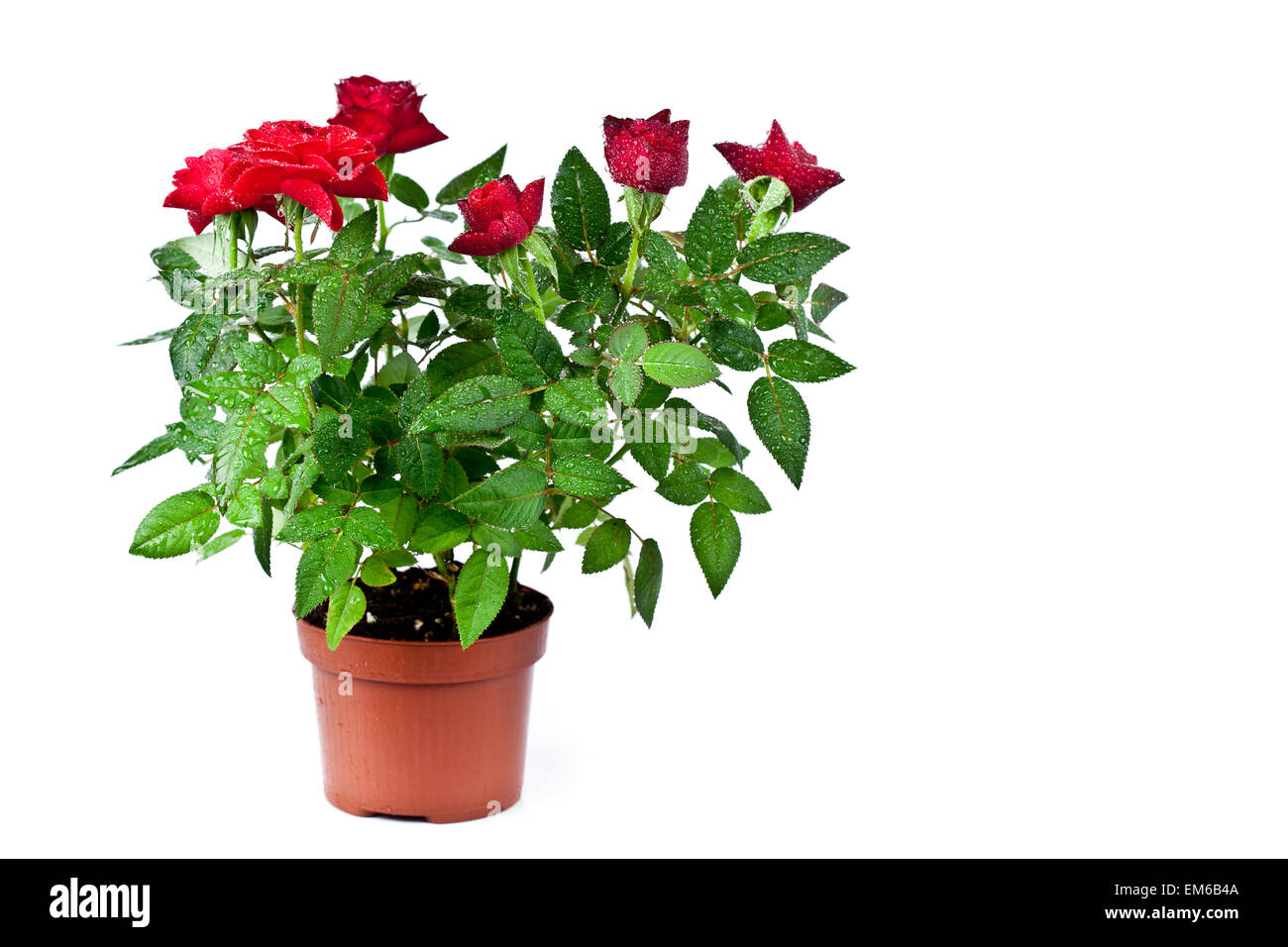 Roses in border Cut Out Stock Images & Pictures - Alamy