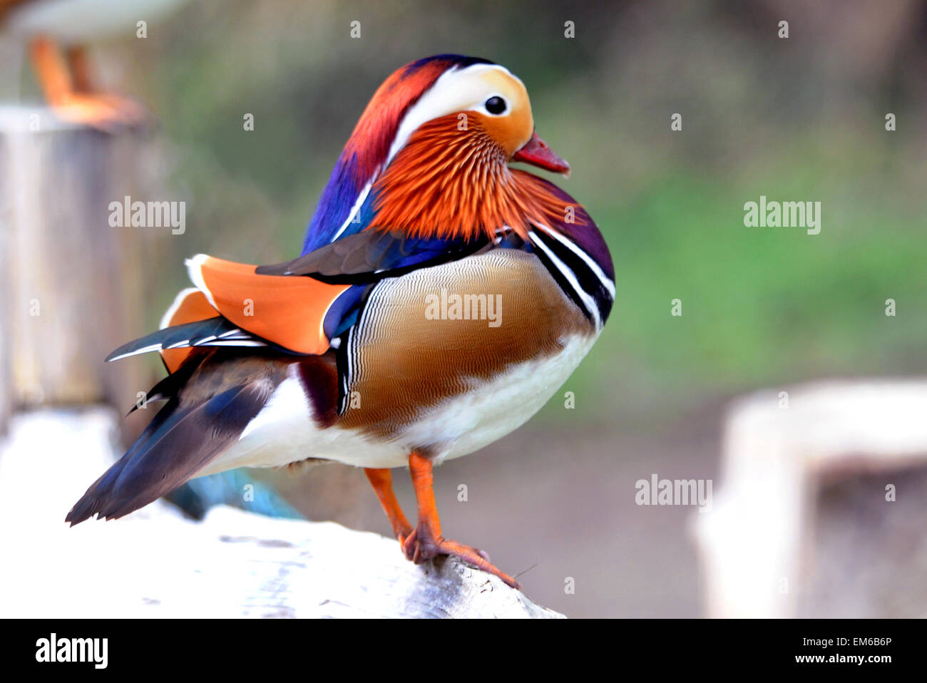 Perching duck hi-res stock photography and images - Alamy