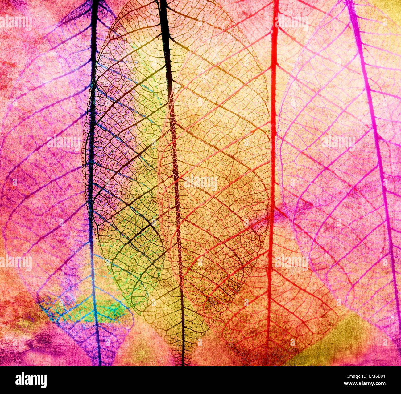 Skeleton leaves hi-res stock photography and images - Alamy