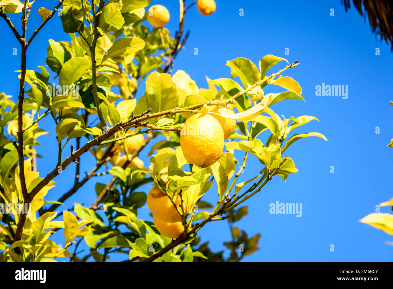 Lemon tree and blue sky in Botanical garden in Lisbon Stock Photo - Alamy