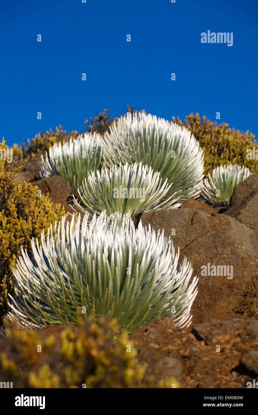 USA, Hawaii, Young Silversword Plants at Haleakala National Park; Maui ...