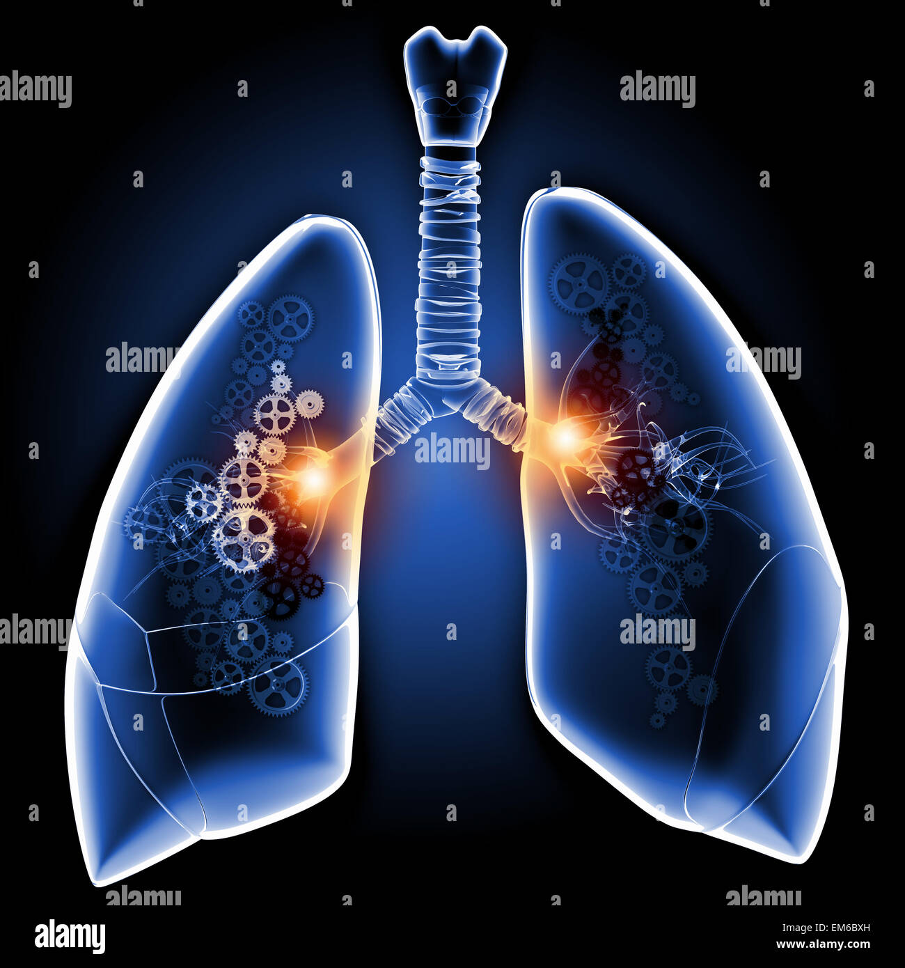 Lung human hi-res stock photography and images - Alamy