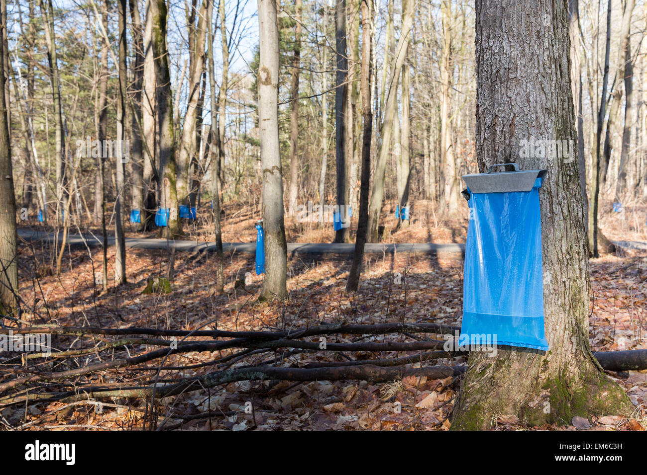 Tapping maple trees hi-res stock photography and images - Alamy