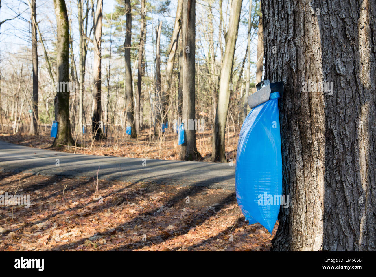 Tapping maple trees hi-res stock photography and images - Alamy