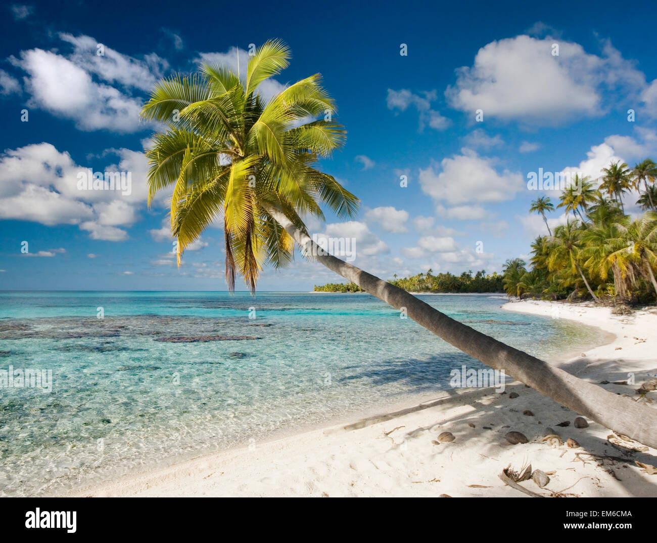 French Polynesia, Tahiti, Tuamotu Islands, Rangiora, Palm Tree On The ...