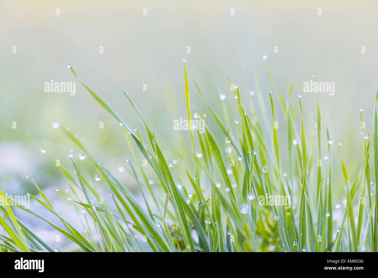 Frost and dew on blades of grass Stock Photo - Alamy