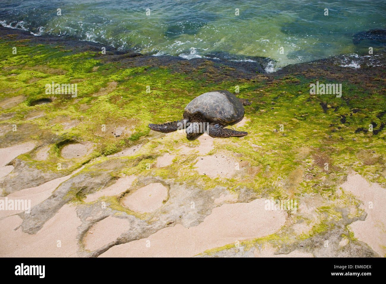 Hawaii, Green Sea Turtle (Chelonia Mydas) An Endangered Species Stock ...