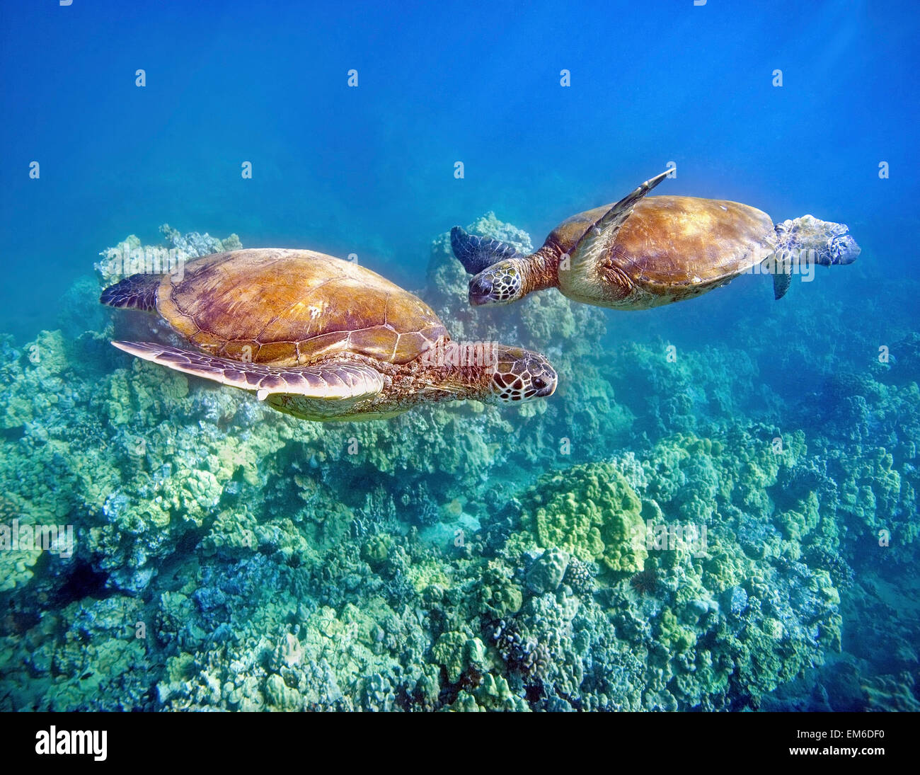 Green sea turtles pair hi-res stock photography and images - Alamy