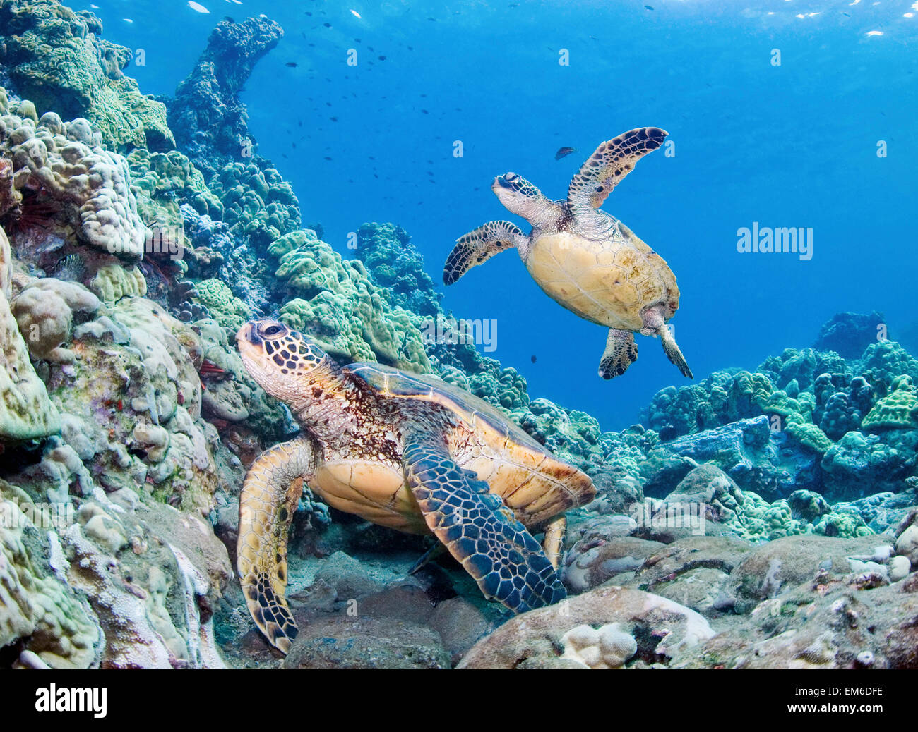 Green sea turtles pair hi-res stock photography and images - Alamy
