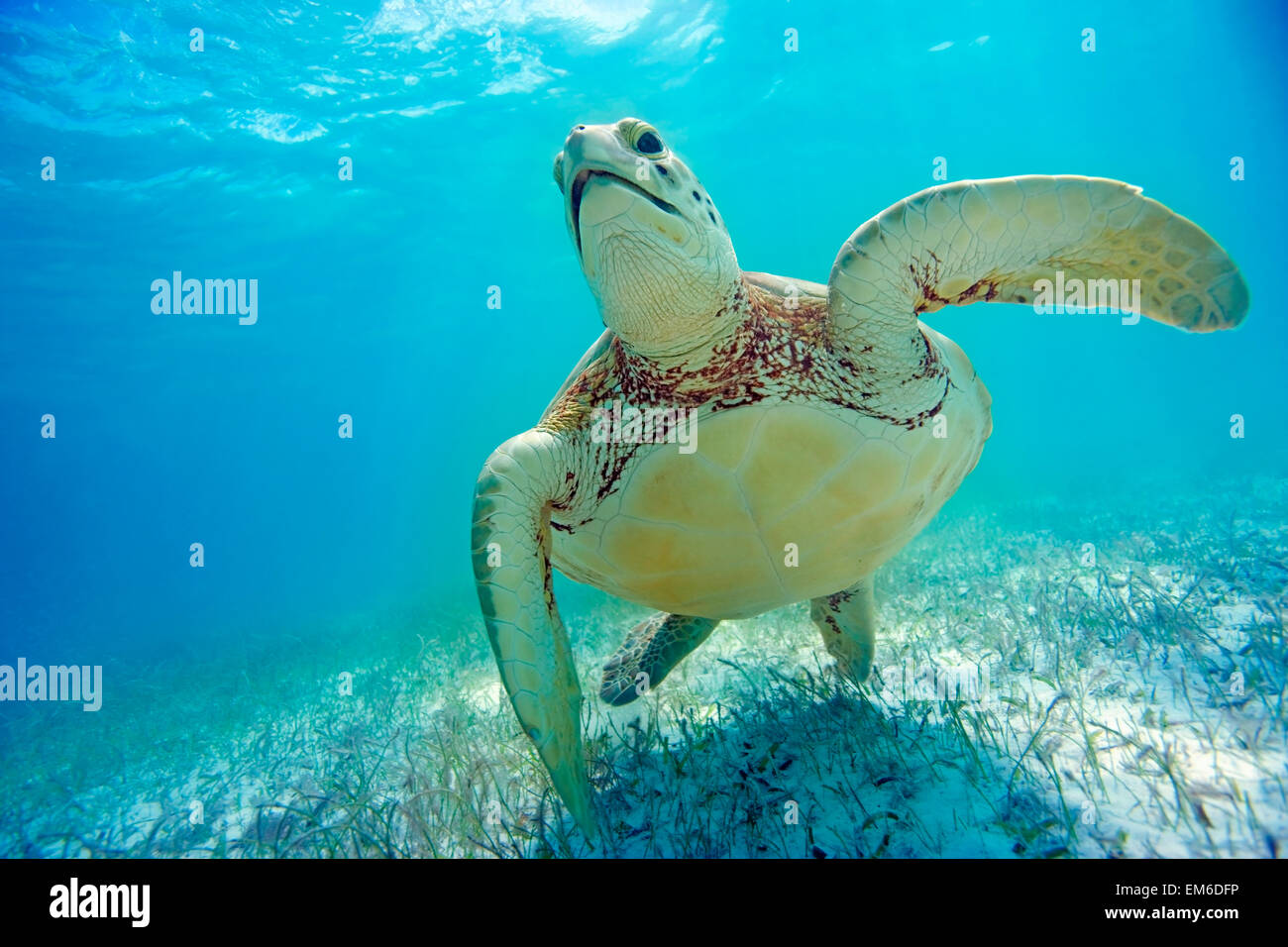 Mexico, Yucatan Peninsula, Green Sea Turtle (Chelonia Mydas) An ...
