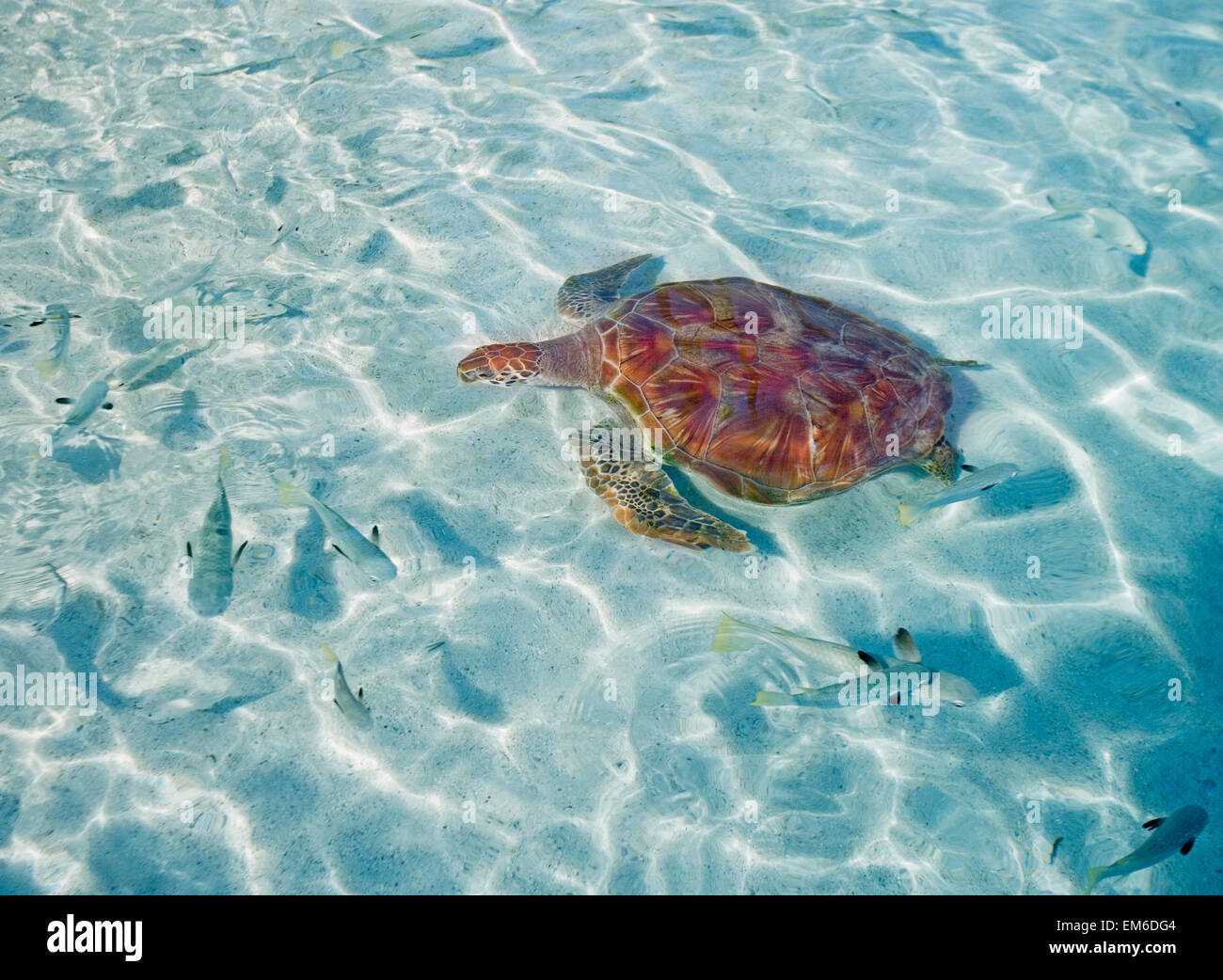 French Polynesia, Bora Bora, Green Sea Turtle (Chelonia Mydas) An ...