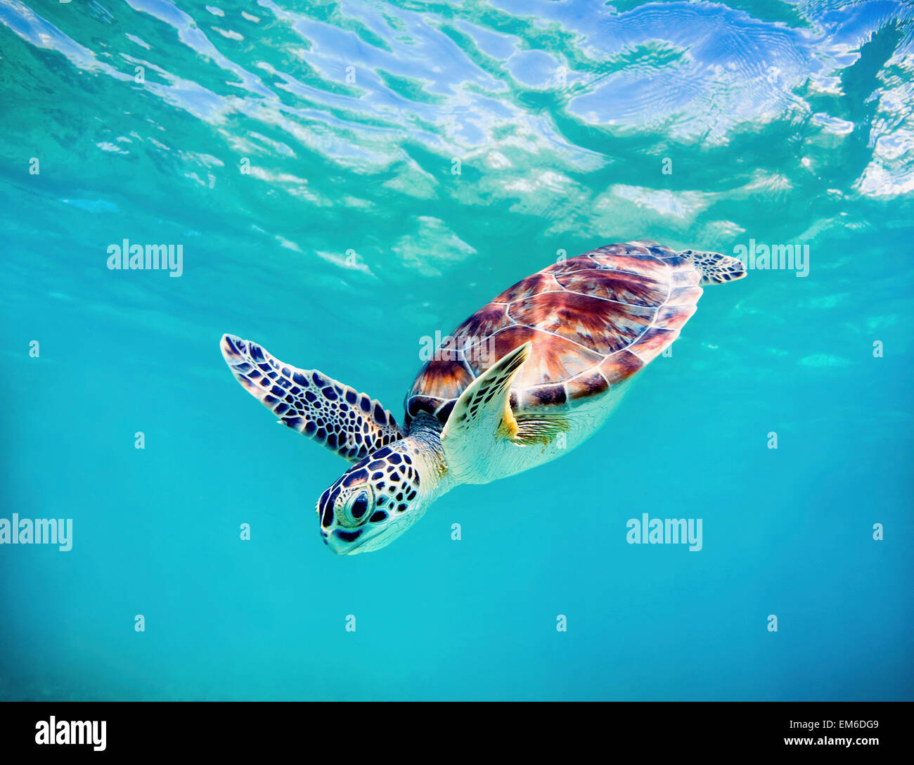 Hawaii, Green Sea Turtle (Chelonia Mydas) An Endangered Species Stock ...