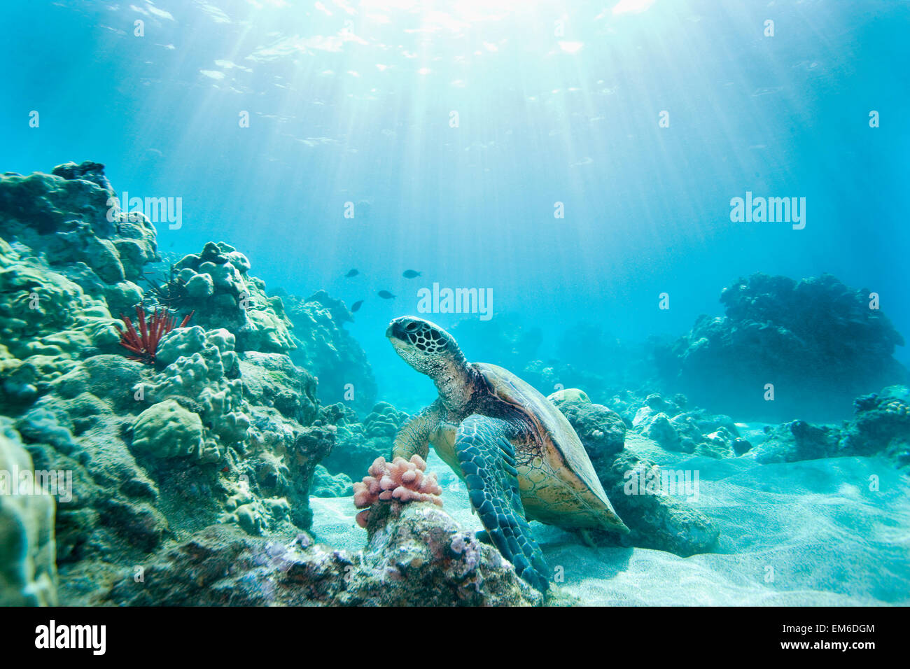 Hawaii, Green Sea Turtle (Chelonia Mydas) An Endangered Species Stock ...