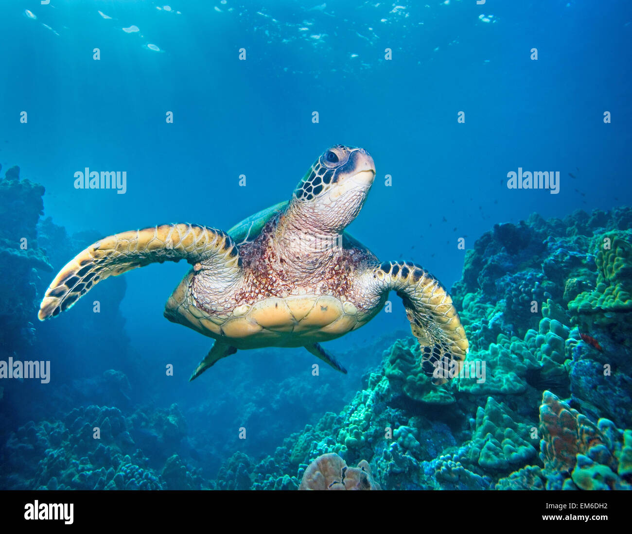 Hawaii, Green Sea Turtle (Chelonia Mydas) An Endangered Species Stock ...