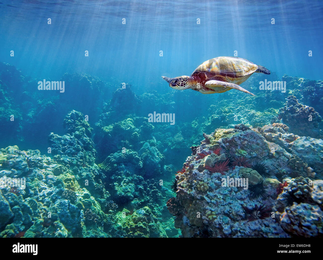Hawaii, Green Sea Turtle (Chelonia Mydas) An Endangered Species Stock ...