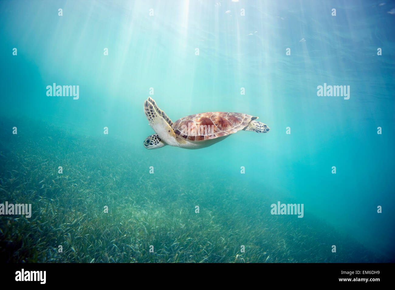 Hawaii, Green Sea Turtle (Chelonia Mydas) An Endangered Species Stock ...