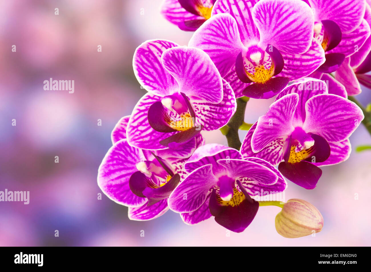Beautiful pink orchid - phalaenopsis Stock Photo - Alamy